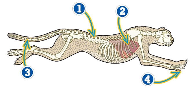 Cheetah Respiratory System Diagram Jaguar